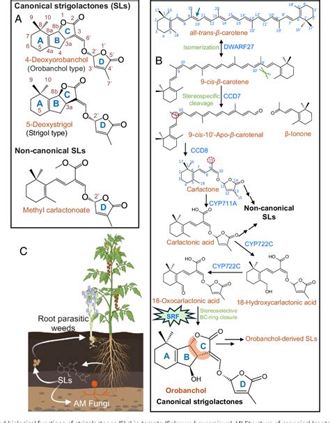 Figure 1 From A Dirigent Of The Ring For Strigolactone Stereochemistry