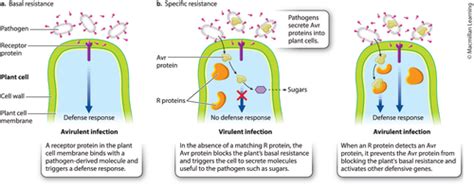 Biology Ch 31 Plant Defense Flashcards Quizlet