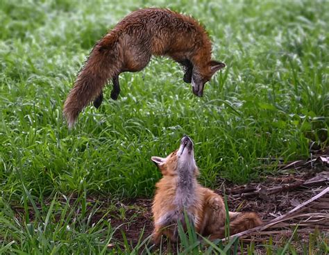 Red Fox Sibling 0654 Photograph By Jiahong Zeng Fine Art America