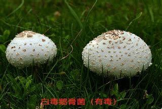西藏常见毒蘑菇识别与中毒防治手册