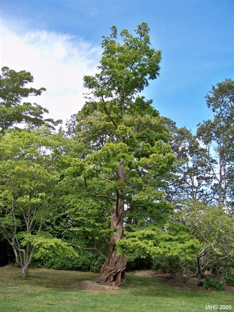 Specimen Trees Name That Plant