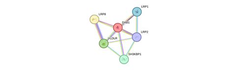 Dab1 Gene Genecards Dab1 Protein Dab1 Antibody