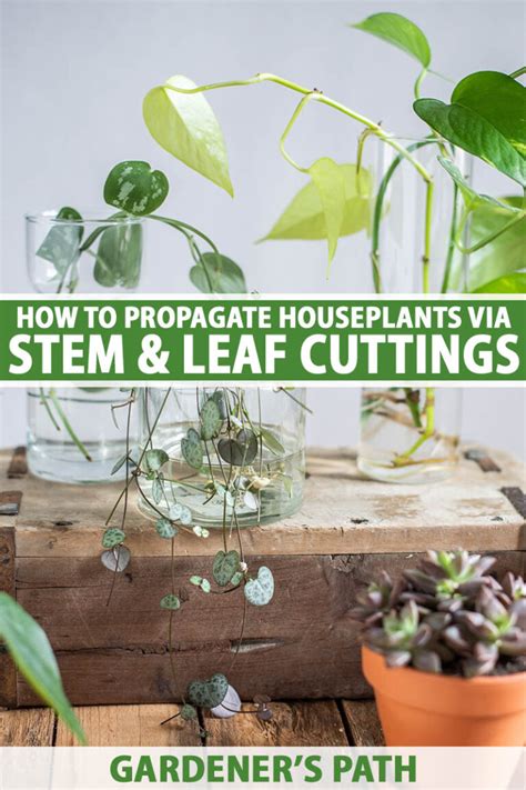 How To Propagate Houseplants From Stem And Leaf Cuttings