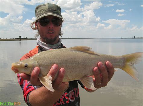 Fly Fishing For Mudfish Fish The Fly South Africa