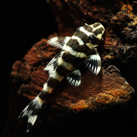 Leopard Frog Pleco Planted Tank Mates