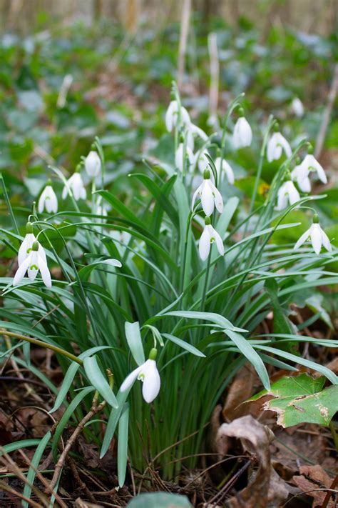 关闭了一张白色的花床的照片 · 免费素材图片