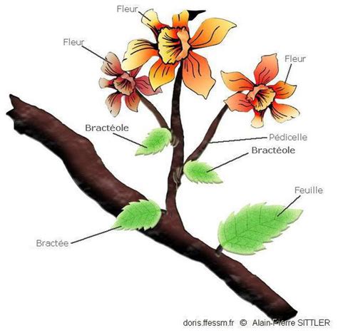 Bractéole Glossaire Doris