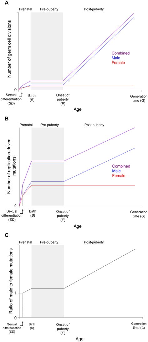 The Accumulation Of Replication Driven Mutations With Sex And Age A Download Scientific