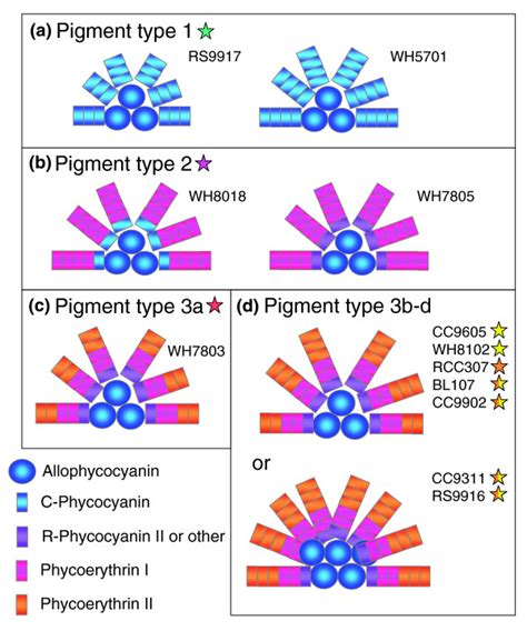 Proposed Models Of Pbs Structure For The Different Synechococcus