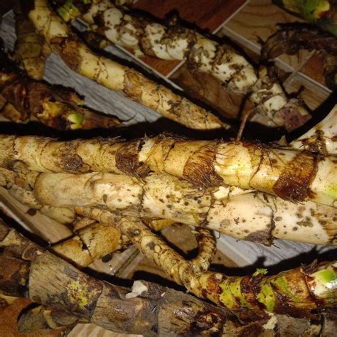 Rimpang Dlingo Basah 100 Gram Lazada Indonesia