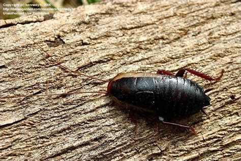 Bug Pictures Common Shining Cockroach Drymaplaneta Communis By Kennedyh