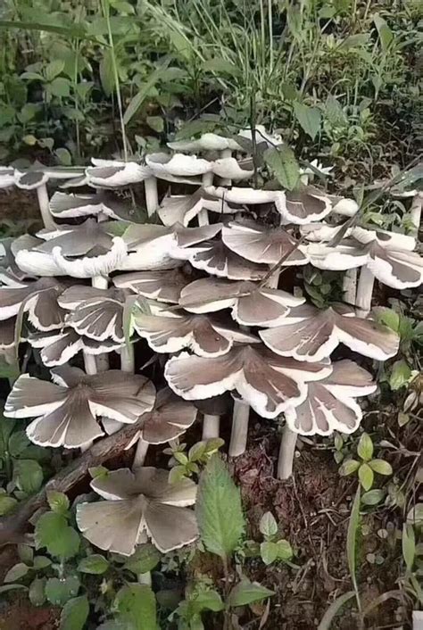 鸡枞菌包伞把菇三塔菌荔枝菌云南贵州食用菌种包人工种植包家庭用 天猫 花瓣网