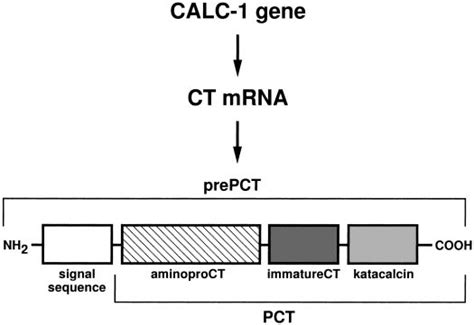 Schematic Model Of Procalcitonin Pct Ct Calcitonin Download