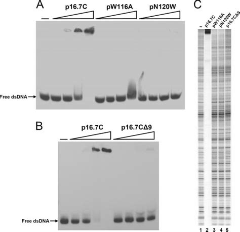 Dna Binding Capacities Of P167c And Derivatives A And B Gel Mobility