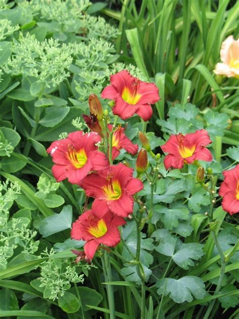 Ruby Stella Daylily Pahls Market Apple Valley Mn