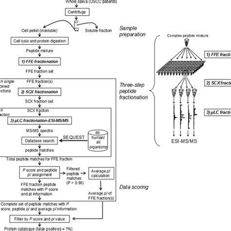 Sample Preparation And Proteomics Method Used The Entire Process