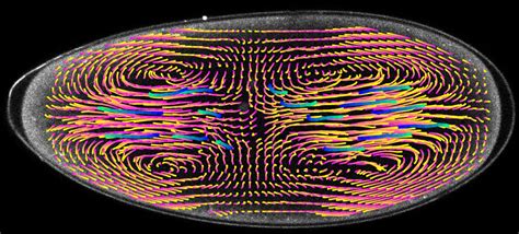 Duke Regeneration Center Promoting The Science Of Tissue Regeneration