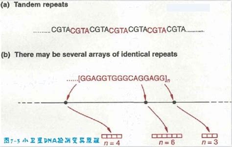 小卫星dna 360百科