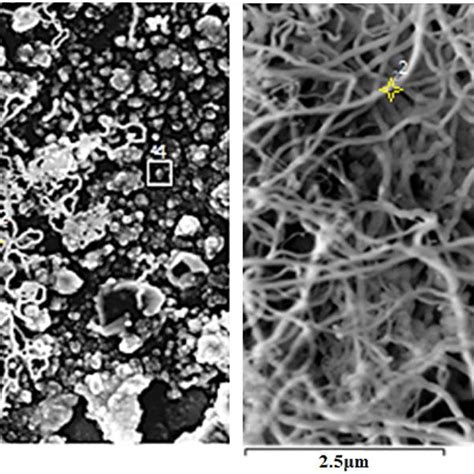 Feg Sem Image Of Sample S7 2 A B Enlarged View Of Fibrous Structure Download Scientific Diagram