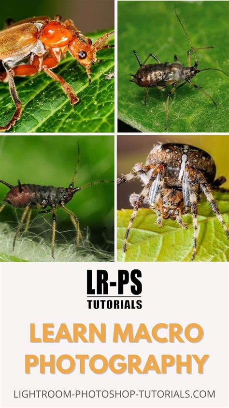 Macro Photography Lr Ps Tutorials Macro Photography Extreme Macro