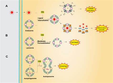 The Impact Of Chloroquine And Hydroxychloroquine On Endosomal And