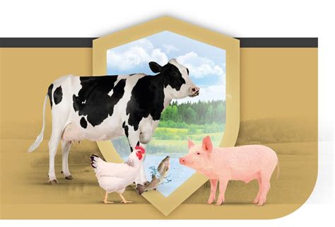 Multilayered Mycotoxin Control Patent Co