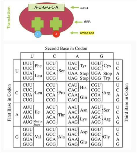 Amino Acid Sequence Chart Mrna Mumugain