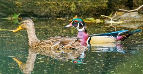 Predator Proofing Paradise How To Keep Ducks Safe From Predators The Worlds Rarest Birds