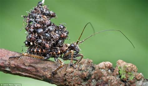 Assassin Bug Wears Corpses Of Its Victims Natureismetal
