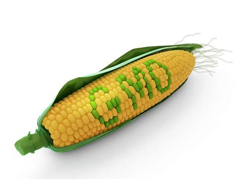 Genetically Modified Corn 1 Photograph By Andrzej Wojcicki Science