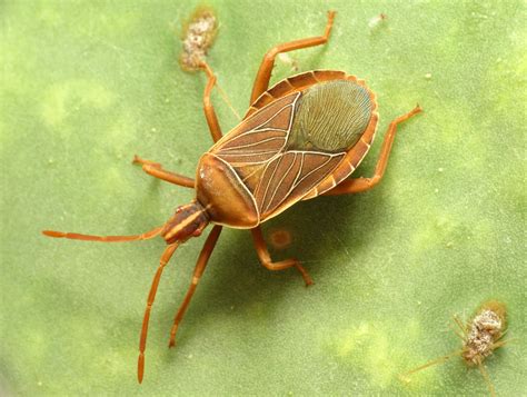 Chelinidea Vittiger Chelinidea Vittiger Picture Insect