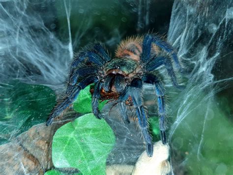 01 Juvenile Gbb Arachnoboards