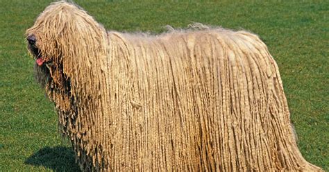 Komondor Características Carácter Y Cuidados