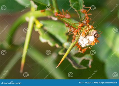 Pest Control Red Ants And Striped Mealybug Stock Image Image Of Aphid Blurry 251510201