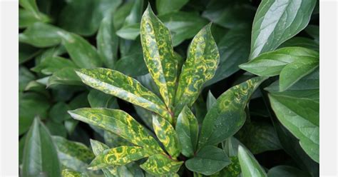 Agdia Commercializes Molecular Assay For Detection Of Tobacco Rattle Virus