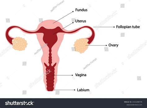 Female Reproductive System Uterus Illustration Description Stock Vector