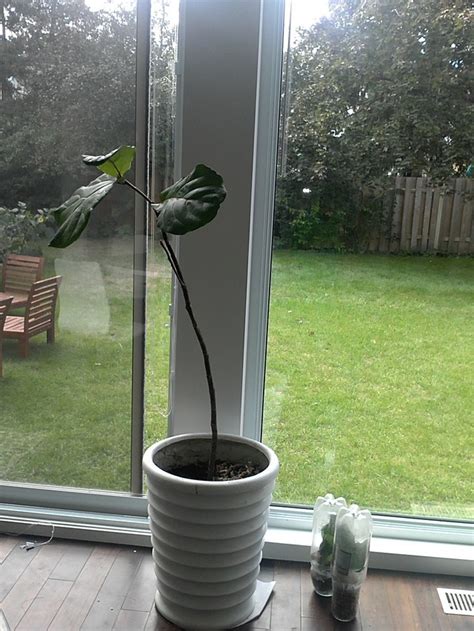 Ficus Lyrata Pruning And Notching