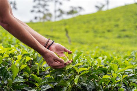 스리랑카 엘라의 차 농장에서 실론 차를 만지고 있는 남자의 손 잎차에 대한 스톡 사진 및 기타 이미지 잎차 농부 차