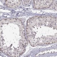 Tissue Expression Of Lama1 Summary The Human Protein Atlas