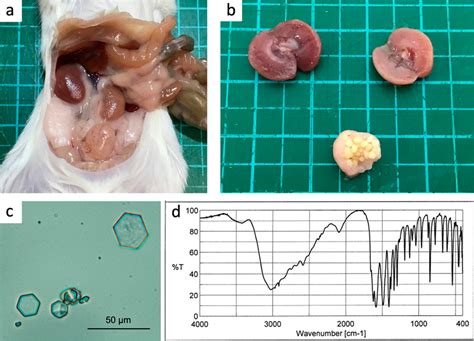 The Affected Fvb Njcl Mouse With Cystine Urolithiasis A B Necropsy Of Download Scientific