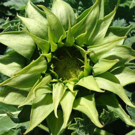 Sunflower Seeds Sunfill Green Flower Seeds In Packets And Bulk Eden