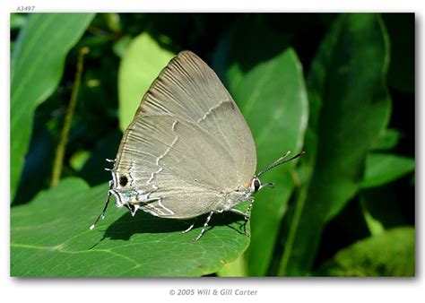 Panthiades Bitias Live Adults Page 1