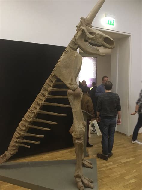 The Magdeburg Unicorn One Of The Worst Fossil Reconstructions In