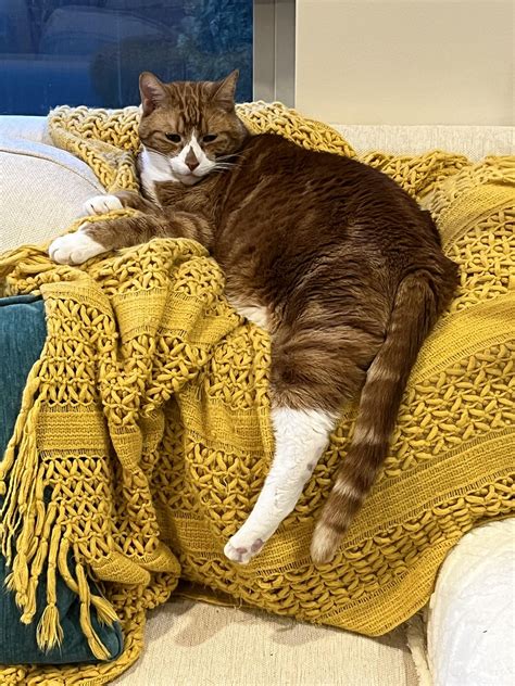 Lt Dangle Checking In Rdanglers