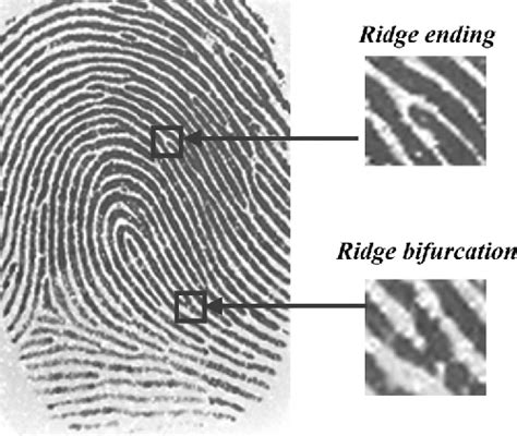 Figure 1 From A Full Fingerprint Verification System For A Single Line Sweep Sensor Semantic
