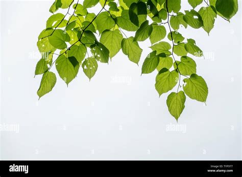 Green Leaves Of Linden Tilia Dasystyla On A White Background Tilia