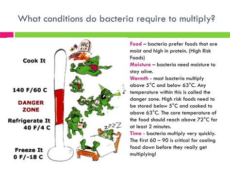 How Do Bacteria Multiply In Food