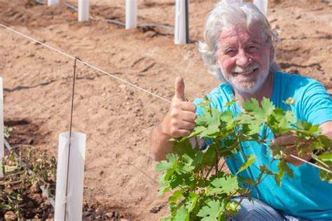 Guide Pratique Quand Et Comment Planter Des Vignes