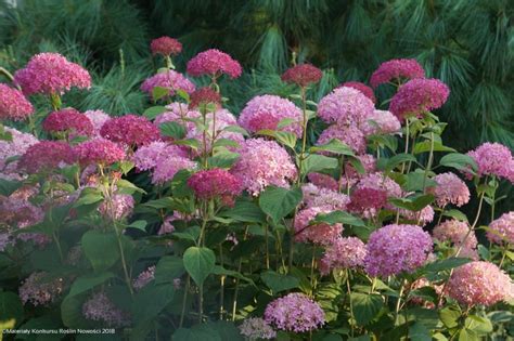 Hydrangea Arborescens Ruby Annabelle Ncha3pbr Polish Nurserymen Association