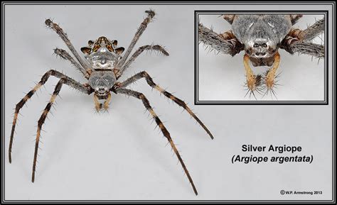 San Diego Spiders Orb Weaver